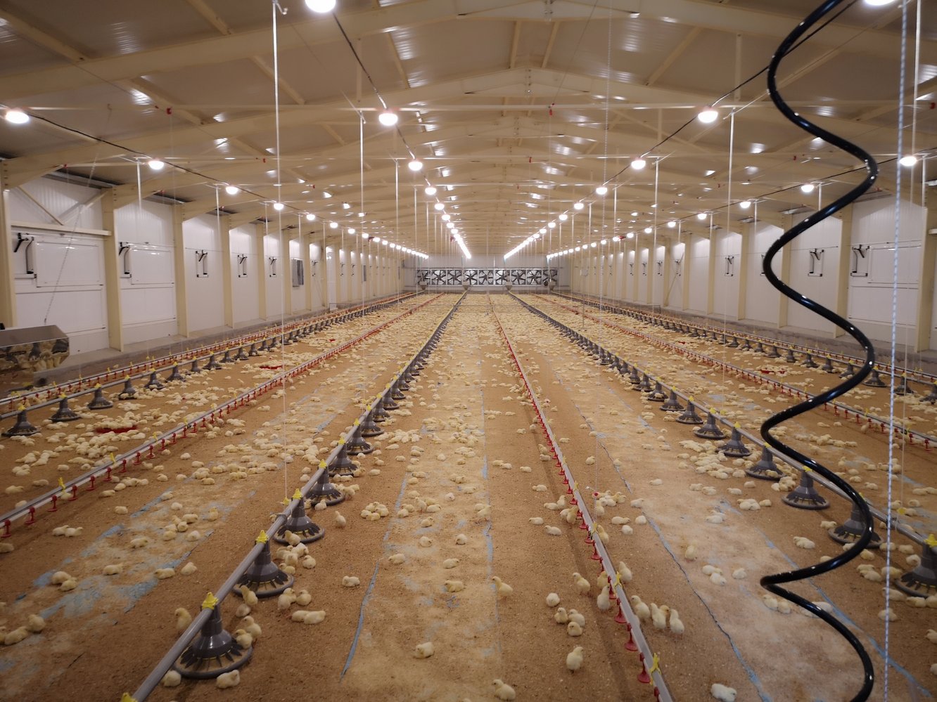 Πτηνοτροφική μονάδα 1000m2 - Λιαπάτης Χρήστος